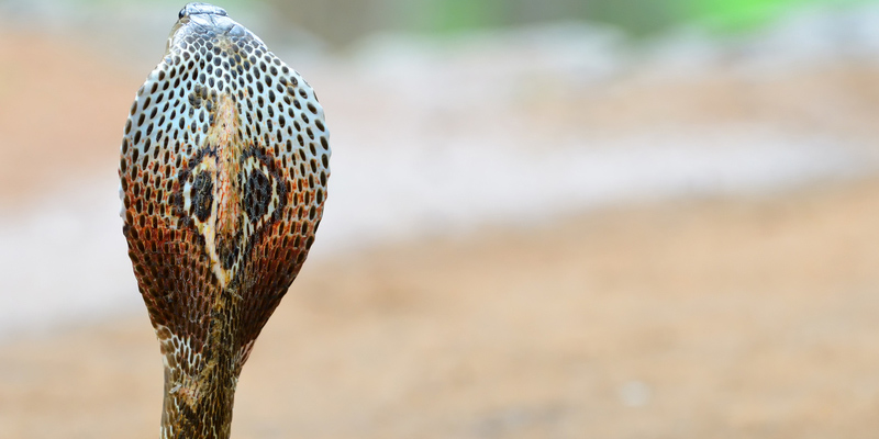 ಸಮರ್ಪಕವಾದ ರಸ್ತೆ ಇಲ್ಲದ ಕಾರಣ ಹಾವು ಕಚ್ಚಿದ ಮಹಿಳೆಯನ್ನು ಡೋಲಿಯಲ್ಲಿ 8 ಕಿ.ಮೀ ...