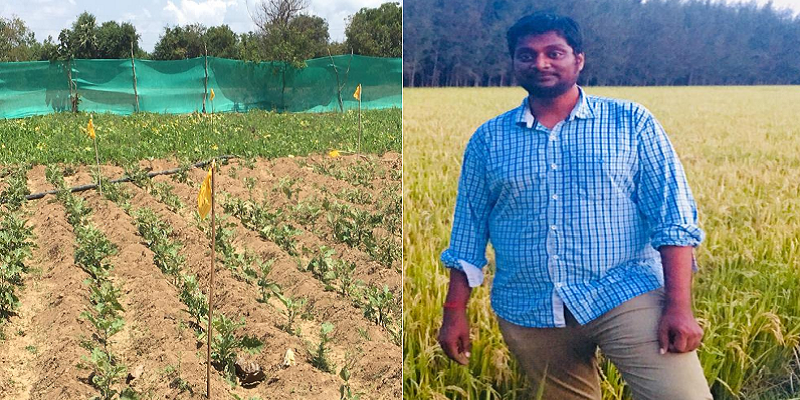 40 சென்ட் நிலத்தில் 6 மாதத்தில் ரூ.50 ஆயிரம் வரை லாபம்: கலப்புப் பயிர் ...