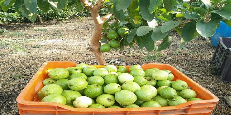 கொய்யா சாகுபடி மூலம் கொள்ளை லாபம் ஈட்டுவது எப்படி?