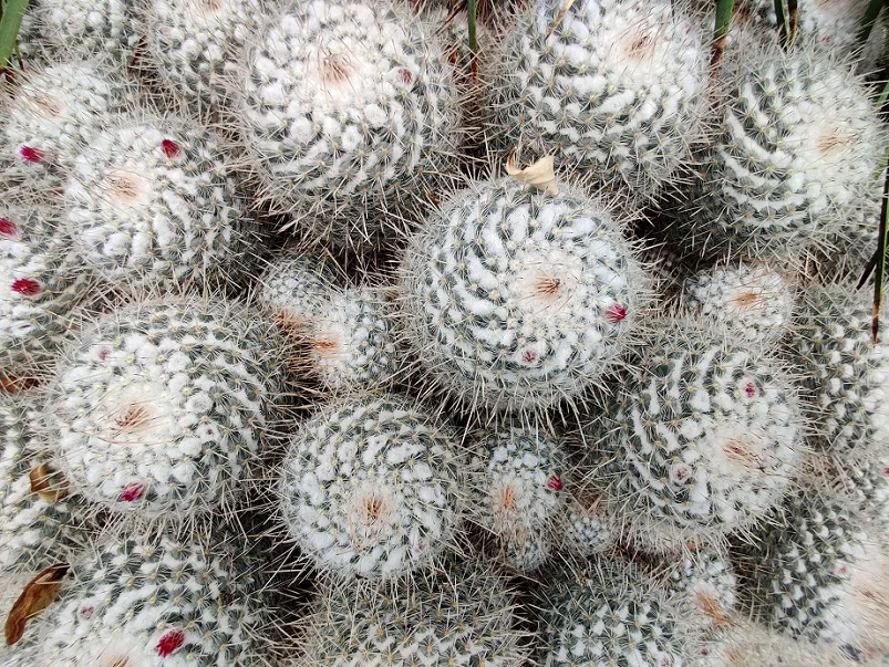 How a gardener’s cactus collection became an international bio-research ...