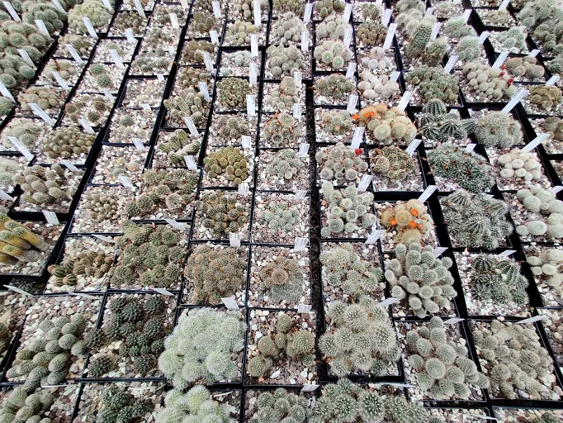 How a gardener’s cactus collection became an international bio-research ...