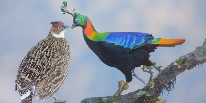 From creativity to conservation – how the Nature inFocus 2019 festival ...