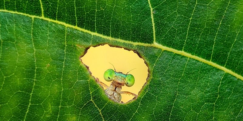 Alchetron, an encyclopedia and social network rolled into one | YourStory