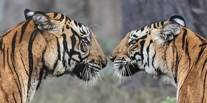 Moghi’s Tales: an exhibition of 100 wildlife photographs by 14-year-old ...