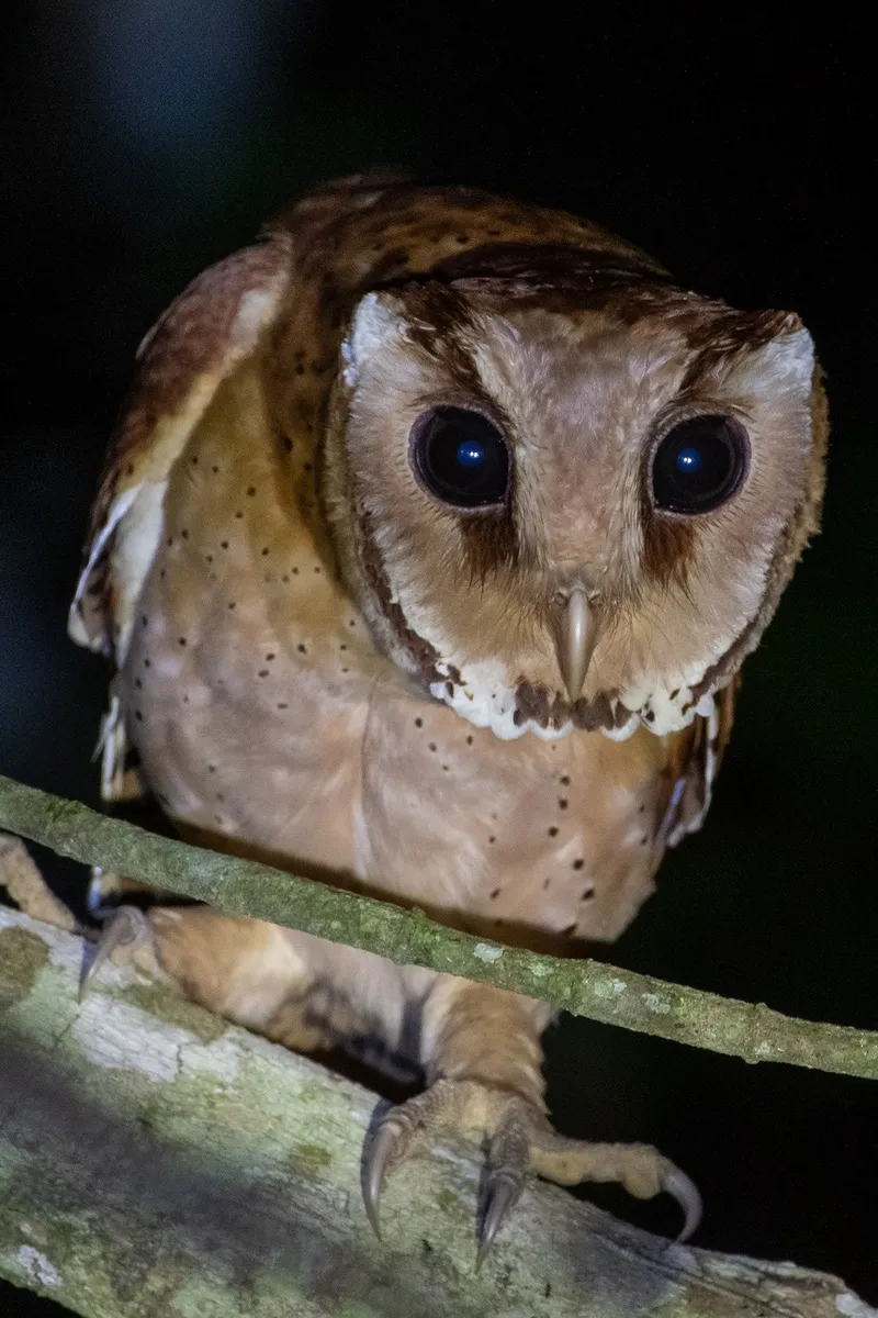 Passion for nature—how this CEO tracked and photographed all of India’s ...