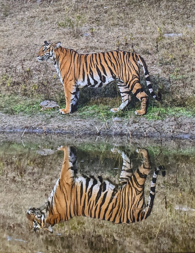 Moghi’s Tales: an exhibition of 100 wildlife photographs by 14-year-old ...