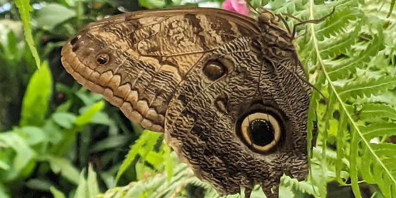 Immersion, interaction, inspiration—how the unique Montreal Insectarium ...