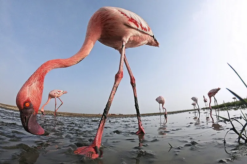 Grow along with the planet, not just on it – wildlife conservation ...