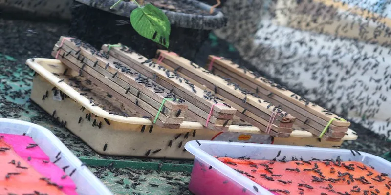 With food waste and insects, this biotech startup is debugging the ...