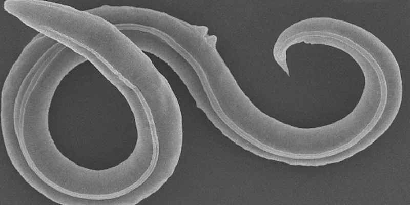 Scientists Revive 46,000-Year-Old Siberian Worm: The Ice Age Survivor ...