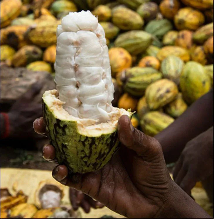 High cocoa prices: Bitter for chocolatiers, but sweet for Indian craft ...