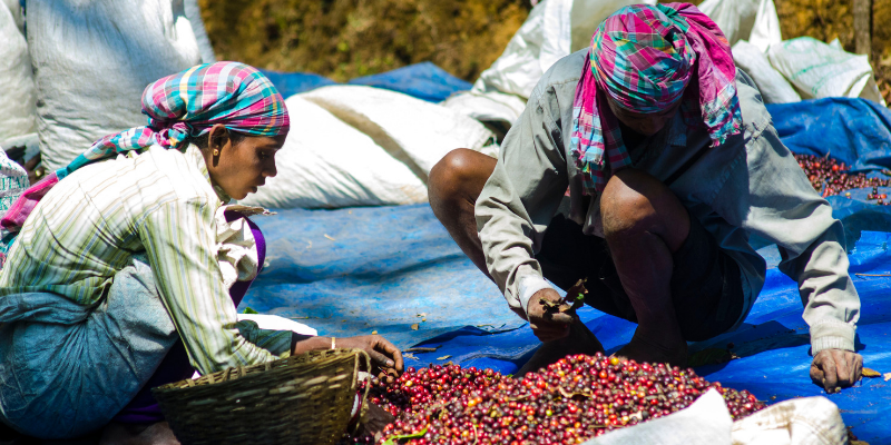 GI certification awarded to five varieties of Indian coffee | YourStory