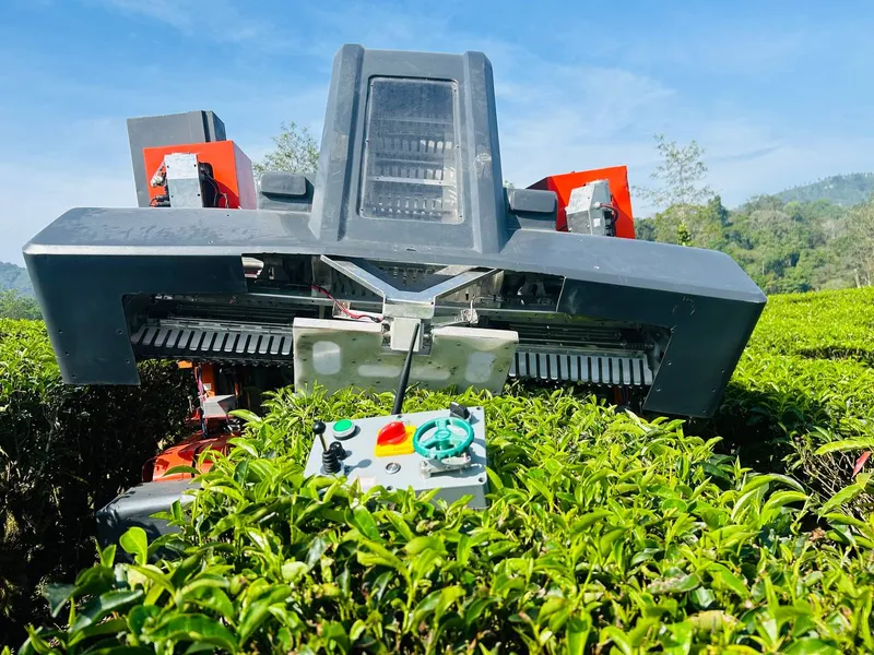 A tea picking robot is solving labour shortage crisis in the industry ...