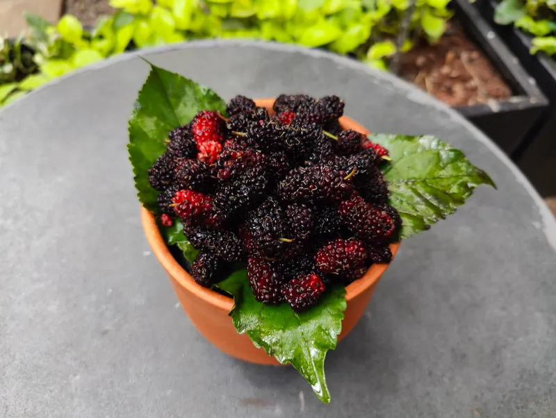 Mulberry kofta to mul-jeera: Chefs are getting creative with the berry ...