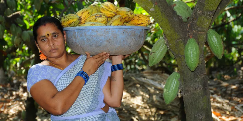 How cocoa farming has helped these women farmers improve their ...