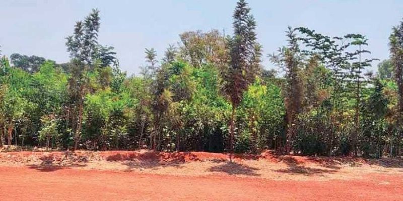How to plant a forest in one year: these Karnataka govt school students ...
