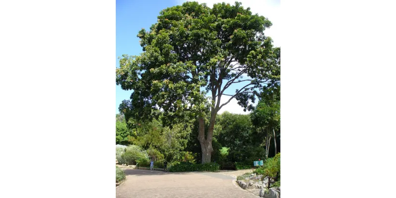 We humans have a role to play in endangering these rare Indian trees ...