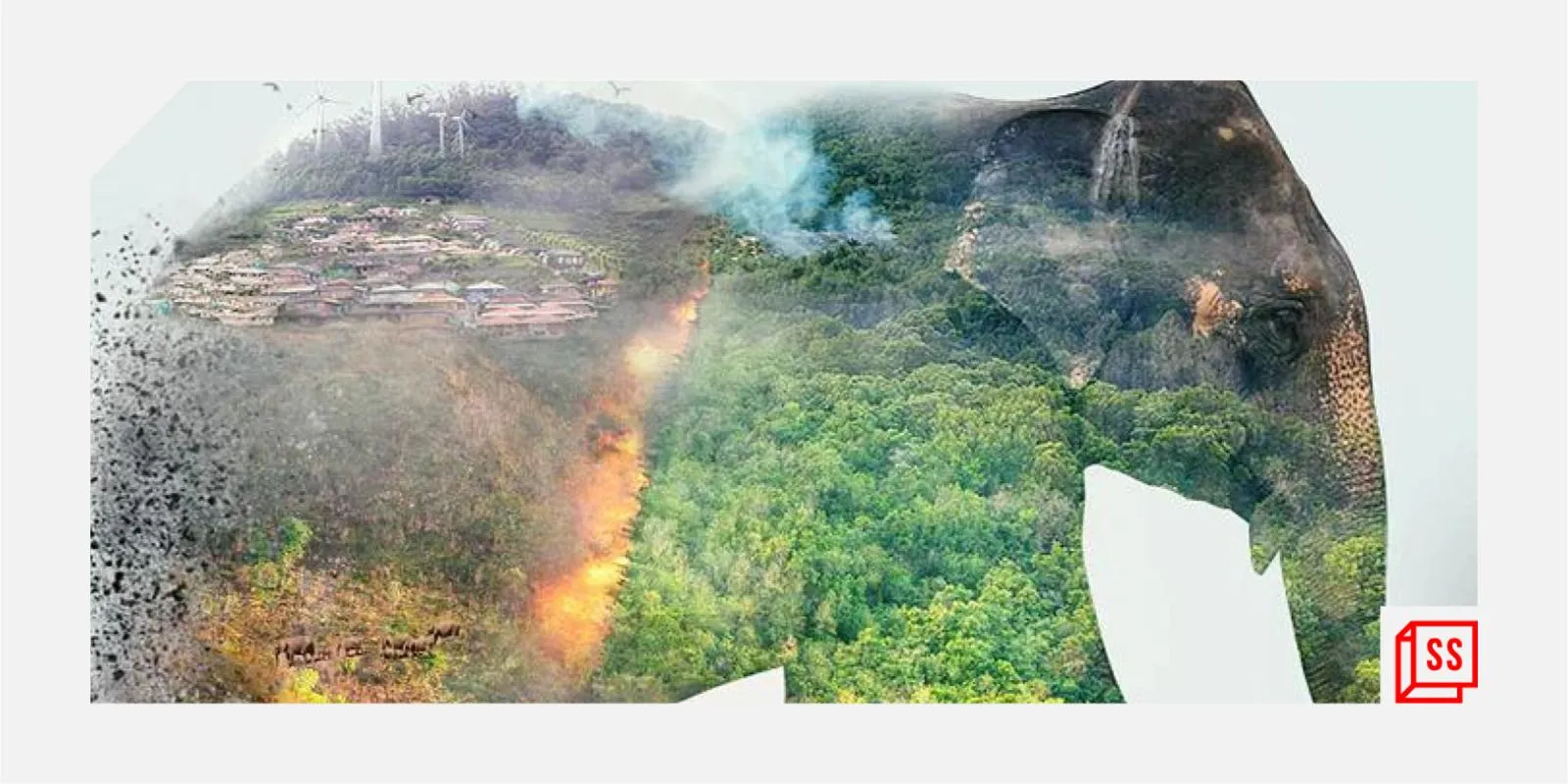 Be an ally to animals: 6 ways you can protect wildlife in your surrounding