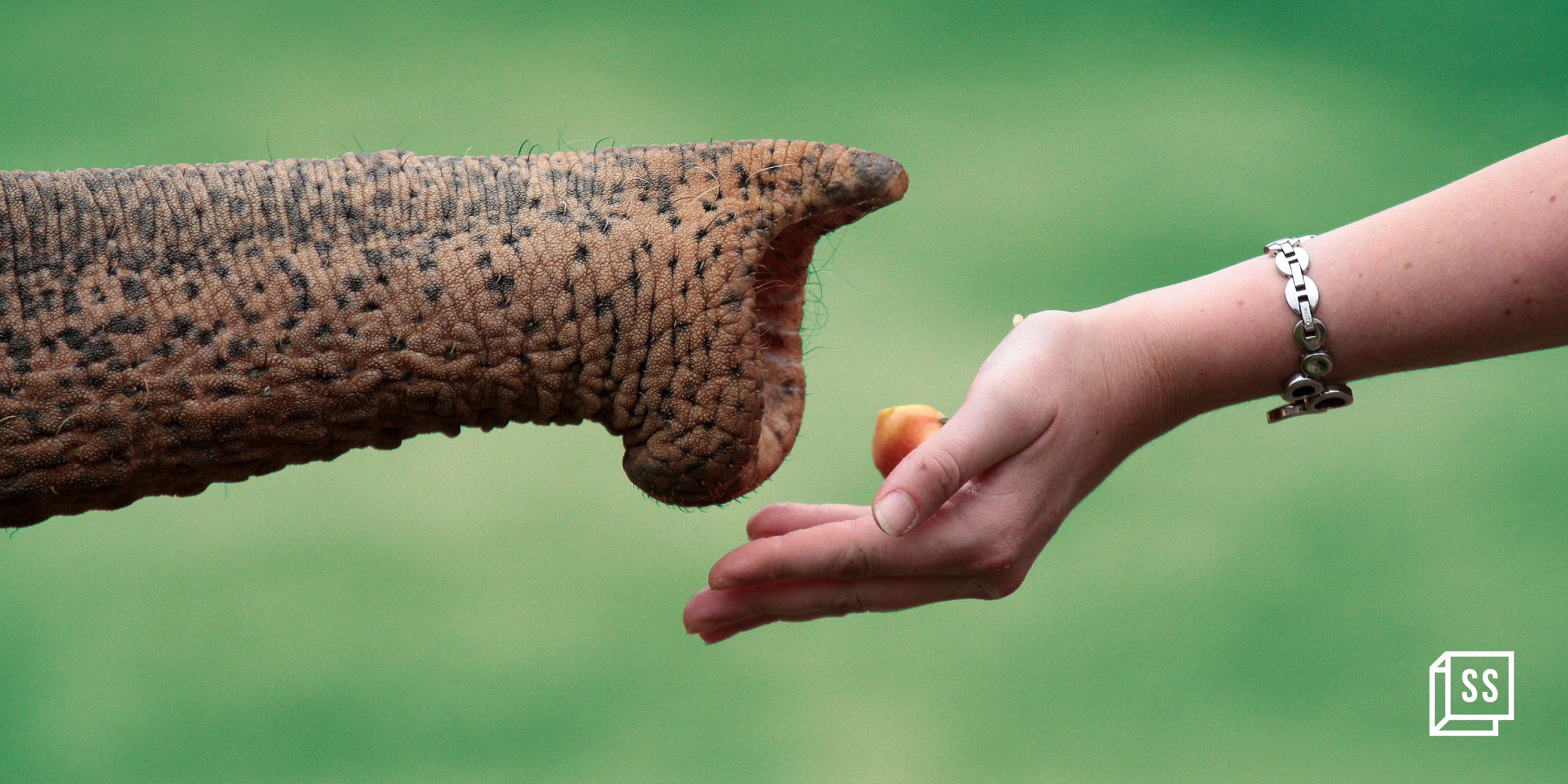 Human-elephant conflict: finding a peaceful coexistence | YourStory