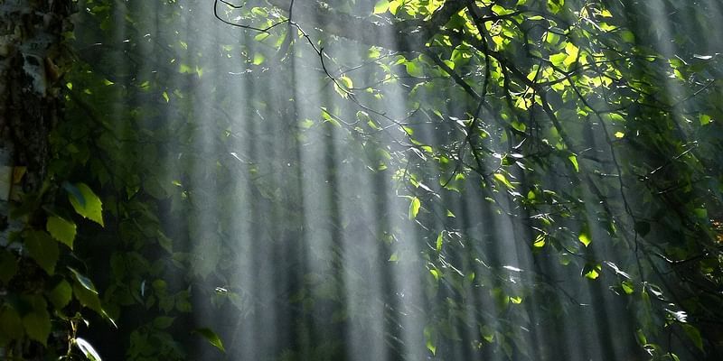 Can tiny forests breathe fresh air into our cities?