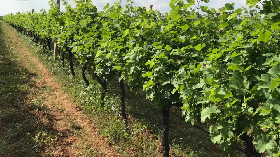 Wine lover’s paradise: a trip through Grover Zampa