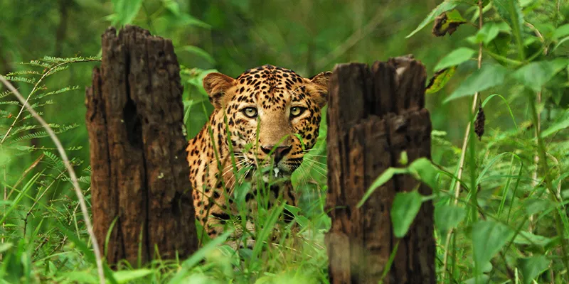 1,500 days, 15,000 hours and 2,400 minutes of footage: How Wild ...