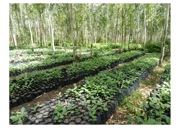 Now Grow Your Own Forest in Your Backyard