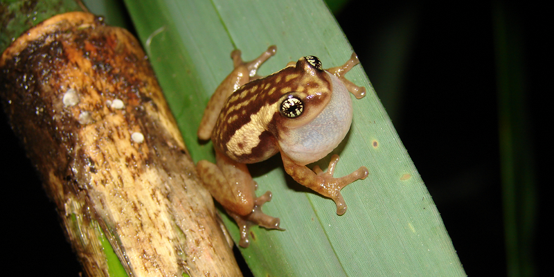 Shake a leg with the dancing frog with 'Frog Find' | YourStory