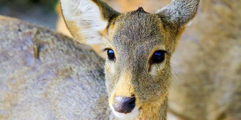 This zoo in Nagaland allows people to adopt animals and fund for their ...