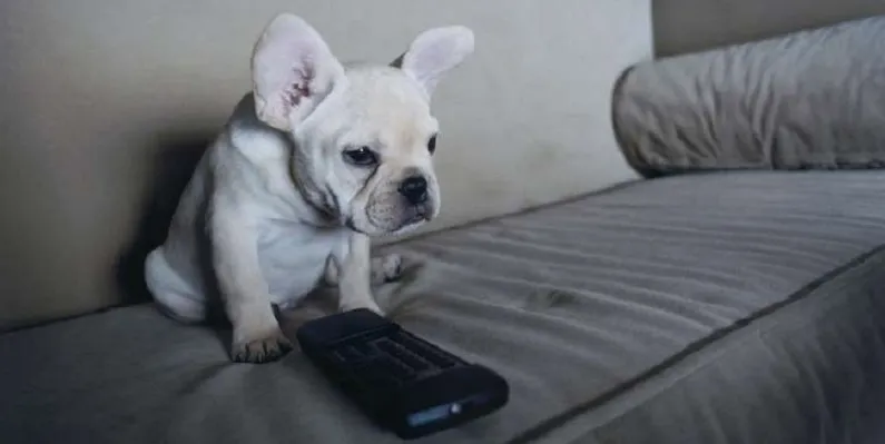 Scientists discover new TV remote control for dogs that comes with ...
