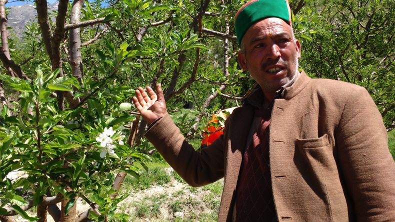 How climate change is affecting Kinnaur's apples, peas and residential ...