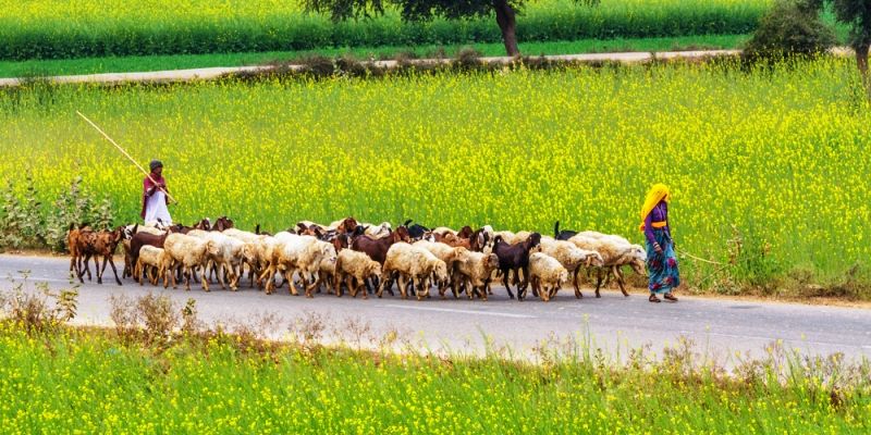 GM Mustard raises critical questions no one is willing to answer ...