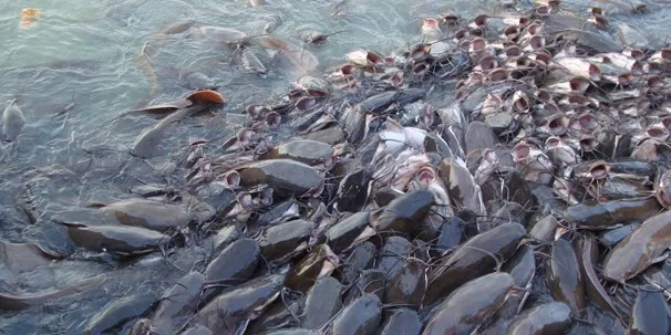 ആഫ്രിക്കന്‍ മുഷി വളര്‍ത്തലിന് നിരോധനം