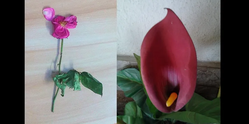 REAL AND FAKE FLOWERS | YourStory